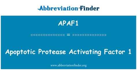Apaf1 Significa Factor De Activación Apoptotic Protease 1 Apoptotic
