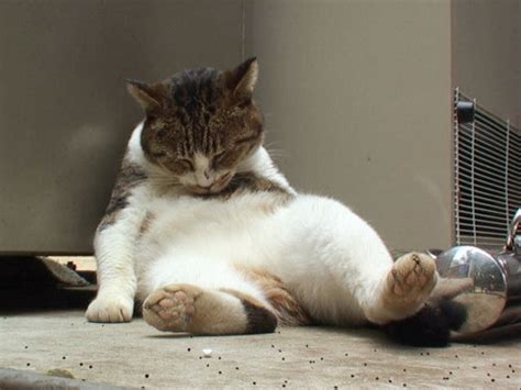 おいおいおまえは人間かと突っ込みたくなるおもしろ猫画像25選
