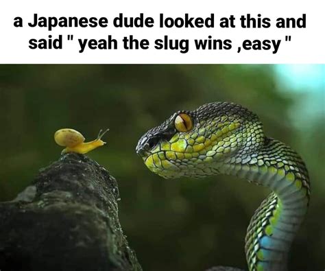 5028 Best Slug Sex Images On Pholder Curated Tumblr Nature Is