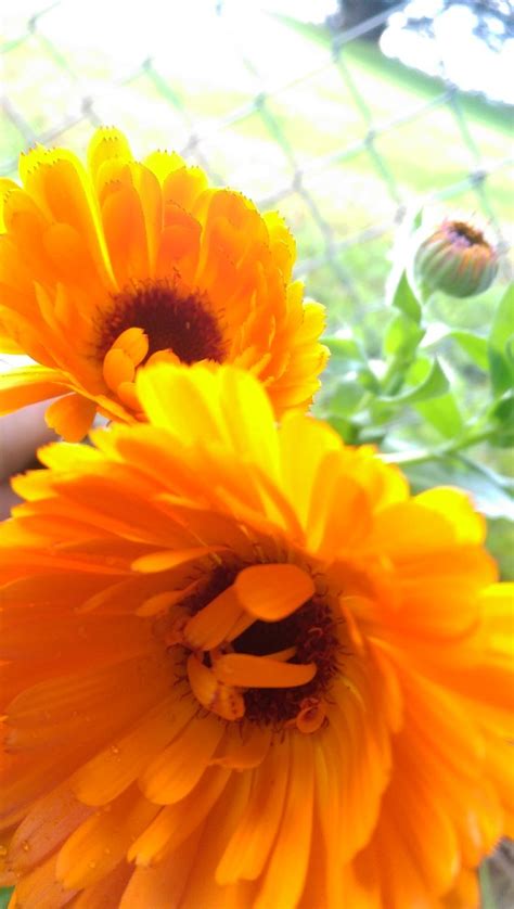 Winter… Battling The Winter Blues Micheline Celt Natural Living