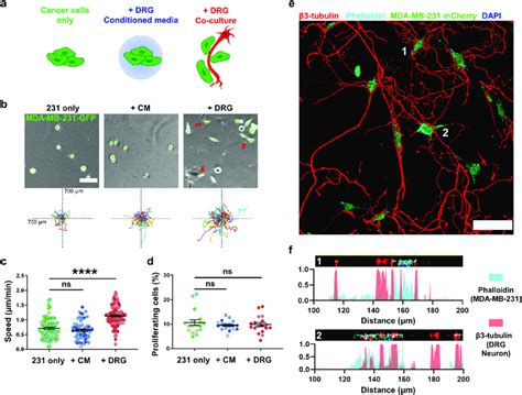Drg Sensory Neurons In Co Culture Increase Mda Mb 231 Tnbc Cell