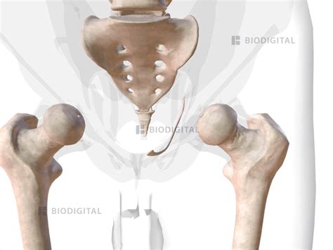 Left Tendinous Arch Of Levator Ani Biodigital Anatomy