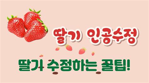 가정에서 딸기 잘 열리는 방법 딸기 인공수정 꿀팁 Youtube