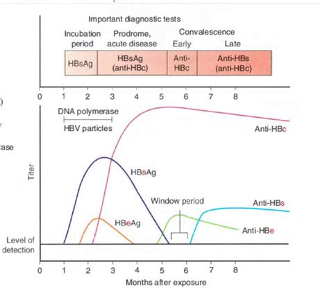Liver And Path II Flashcards Quizlet