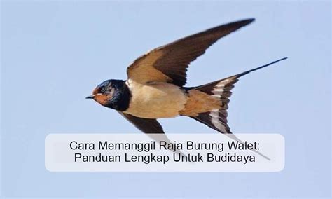 Cara Memanggil Raja Burung Walet Panduan Lengkap Untuk Budidaya