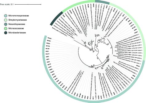 Phylogenetic Tree Of The Actinobacteria Strains Isolated From Coastal