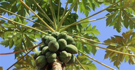 Cómo plantar papaya en casa