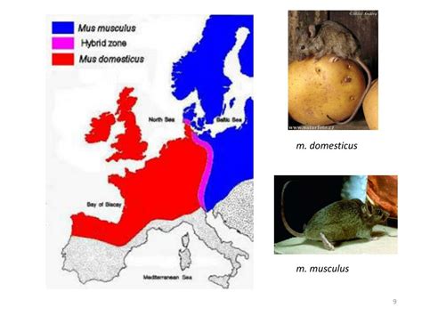Ppt Macroevolution Speciation Powerpoint Presentation Free Download Id 3803996