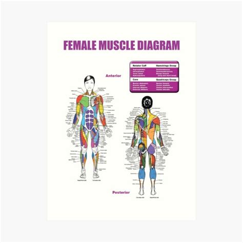 Female Muscle Diagram Anatomy Chart Art Print By Superfitstuff