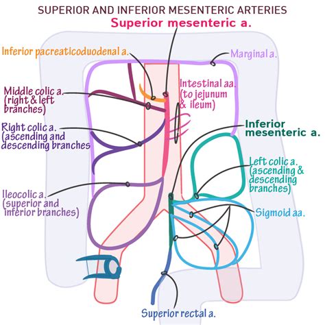 Mesenteric Artery Anatomy