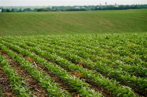 Sentera Introduces Smartscript™ Weeds