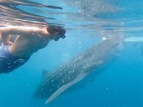 Swimming With Whale Sharks In Oslob — Ig Worthy Photos At What Expense