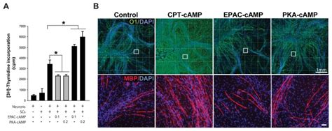 Sc Drg Neuron Cultures Were Left Untreated Control Or Stimulated With