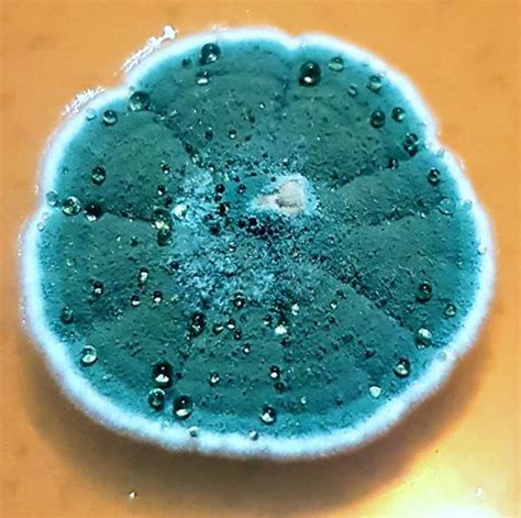 Shroomery Tricoderma Spp