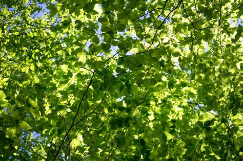 Free Picture Texture Nature Leaves Trees Sunlight