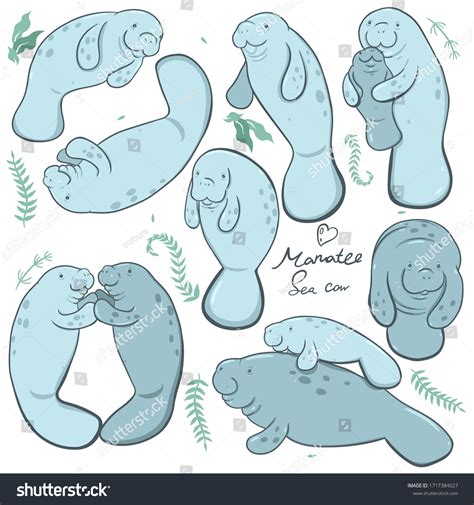 Cute Manatee