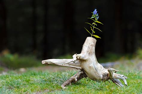 어두운 배경 흐리게와 자연에서 추상 스텁의 사진 오래 된 나무 그 루터 기입니다 그것에 꽃과 함께 건조 죽은 하다가 새로운