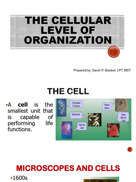 The Cellular Level Of Organization Pdf Cell Biology Endoplasmic Reticulum