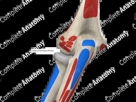 Origin Of Anconeus Muscle Complete Anatomy