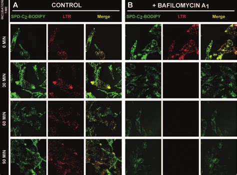 Long Term Retention Of The Polyamine Probe Within Psvs Requires A