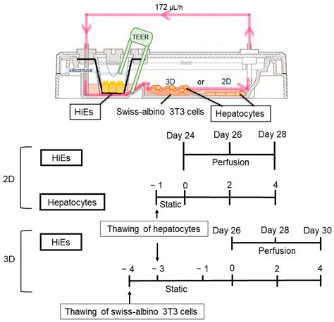 Development Of A Perfusing Small IntestineLiver Microphysiological System Device