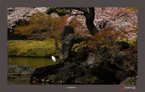 東京都文京区 小石川後楽園の桜 美しい日本この一枚