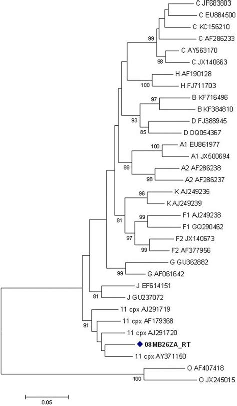Maximum Likelihood Phylogenetic Analysis Of The Rt Sequence Of Download Scientific Diagram