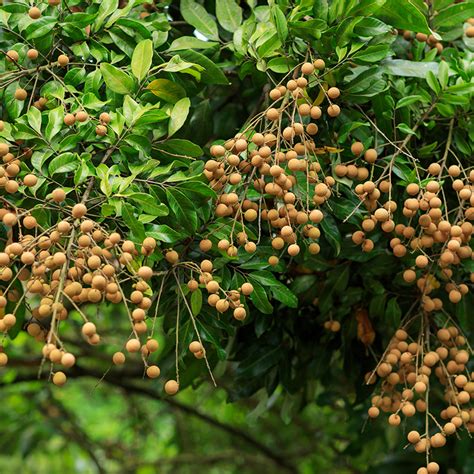 What Does Longan Tree Look Like