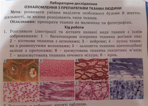 Лабораторне дослідження 8 клас Ознайомлення з препаратами тканини