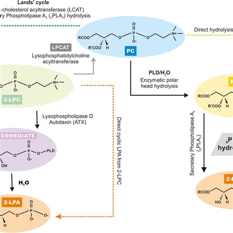 Metabolic Pathways For Lpc Biosynthesis Download Scientific Diagram