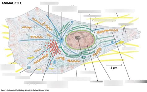 Diagram Of Tissues Quizlet