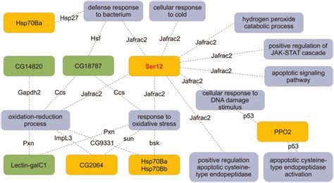 Functional Interaction Network Connecting The Downregulated Serine