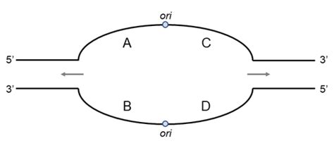 Genetics Unit 2 Flashcards Quizlet