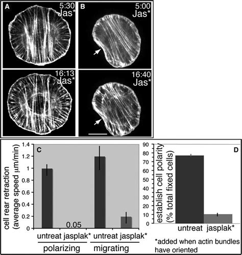 Inhibition Of Actin Filament Depolymerization Blocks Cell Rear