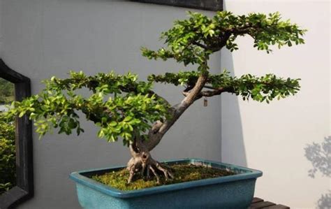 揚派盆景獨佔鰲頭箇中緣由還是要回到其根源 每日頭條
