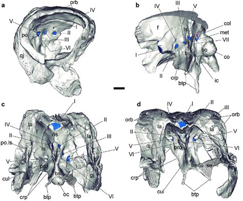 Segmentation Of The Braincase And Articulated Skull Bones Of