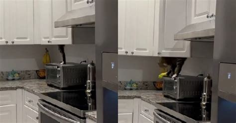 Questo Gatto Tenta Di Rubare Dalla Dispensa Sentendosi Invisibile