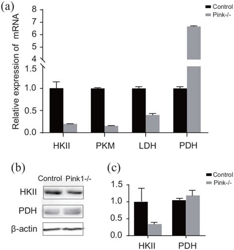 Pink1 Promotes Cell Proliferation And Affects Glycolysis In Breast Cancer PMC