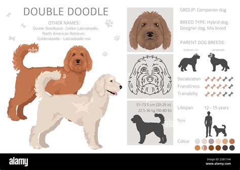 Double Doodle Clipart Labradoodle Goldendoodle Mix Different Coat Colors Set Vector