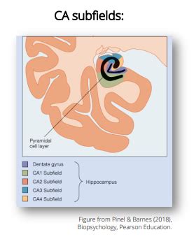 Lecture Cog Neuroscience Of Memory The Remembering Brain Flashcards Quizlet