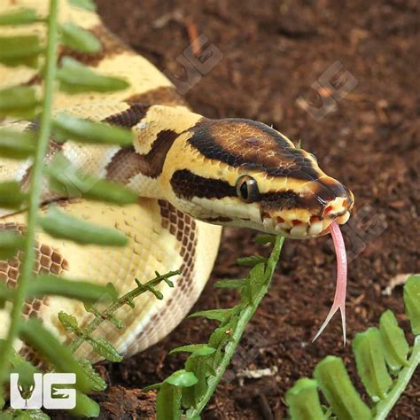 Ball Pythons For Sale Underground Reptiles