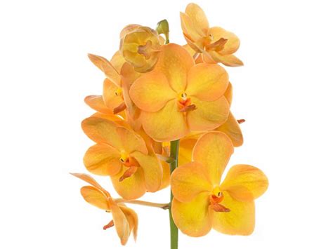 Vanda New Orange Magic