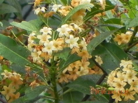 My Grdening Frenzy Fagraea Fragrans