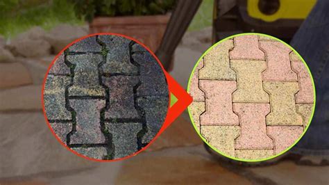 Mousses Et Lichens Au Jardin Astuce De Jardiniers Pour Tout Enlever