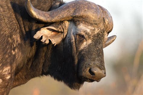 Cape Buffalo Facts What Is The Difference Between A Bison And A