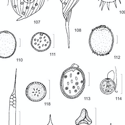 Phacus Longicauda Fig 107 P Pleuronectes Fig 108 P Tortus Fig Download High Quality