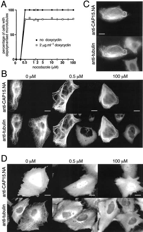 Heterologous Expression Of Cap15 In Cho K1 And Hela Cells A