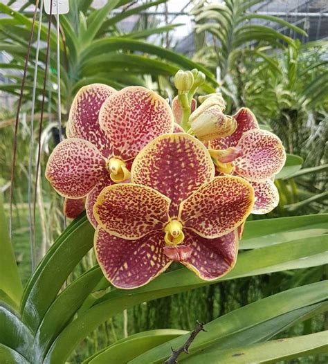 KT 7520 Ascda Thai Ruby X V Sankamphaeng Kultana Orchids