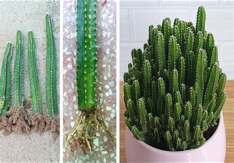 Tổng Hợp Các Loại Xương Rồng Trụ Nổi Tiếng Trên Thế Giới