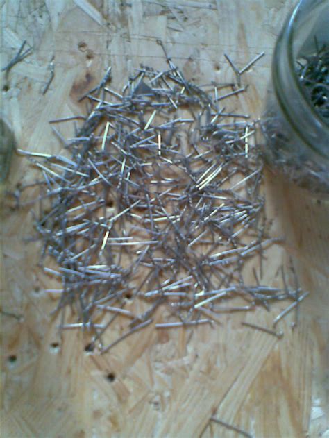 3 Pose Des Squamae Loricasquamatavallesiana